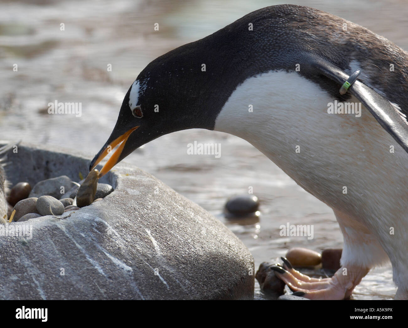 Gentoo penguin in zoo choosing small pebbles to line its nest Stock ...
