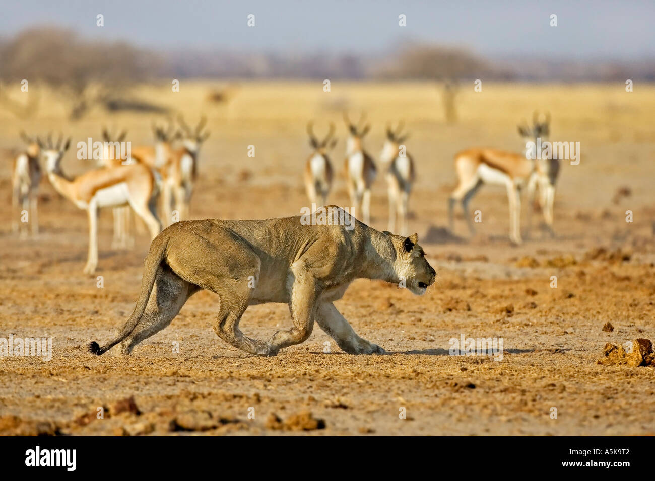 Lion, Lioness (Panthera leo), springbok (Antidorcas marsupialis), Nxai ...