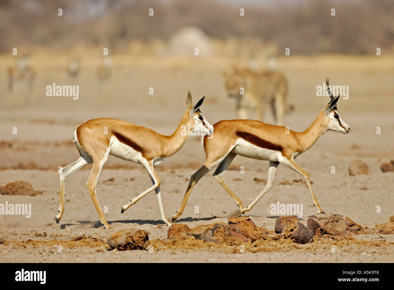 Springbok Hunt High Resolution Stock Photography and Images - Alamy