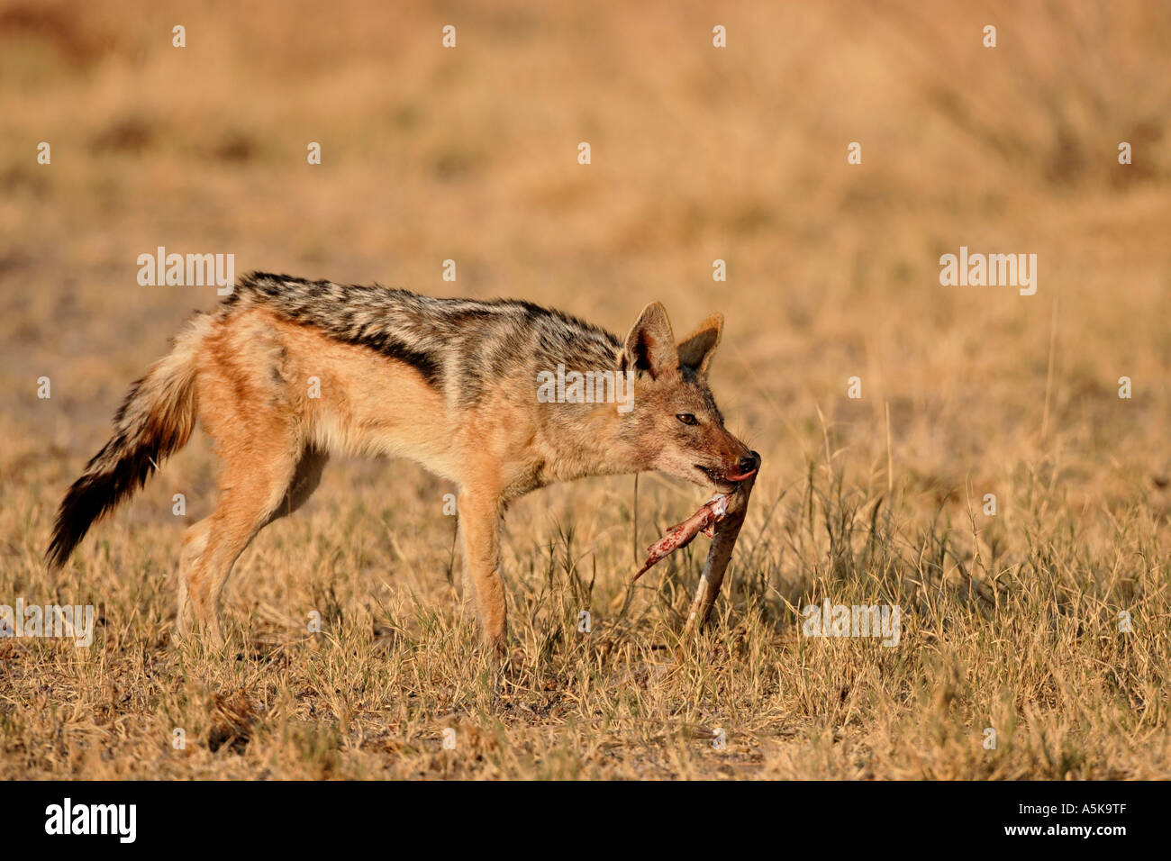 Springbok bone hi-res stock photography and images - Alamy