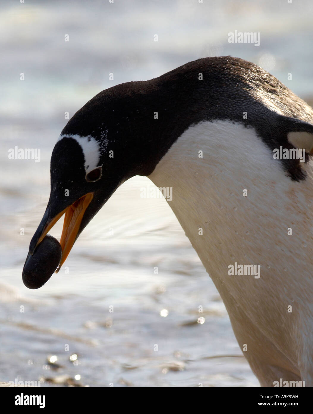 Gentoo penguin in zoo holding a small pebble in its beak Stock Photo ...