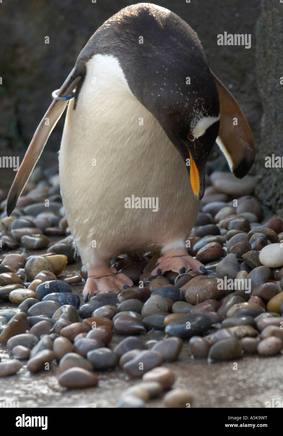 Gentoo penguin in zoo choosing small pebbles to line its nest Stock ...