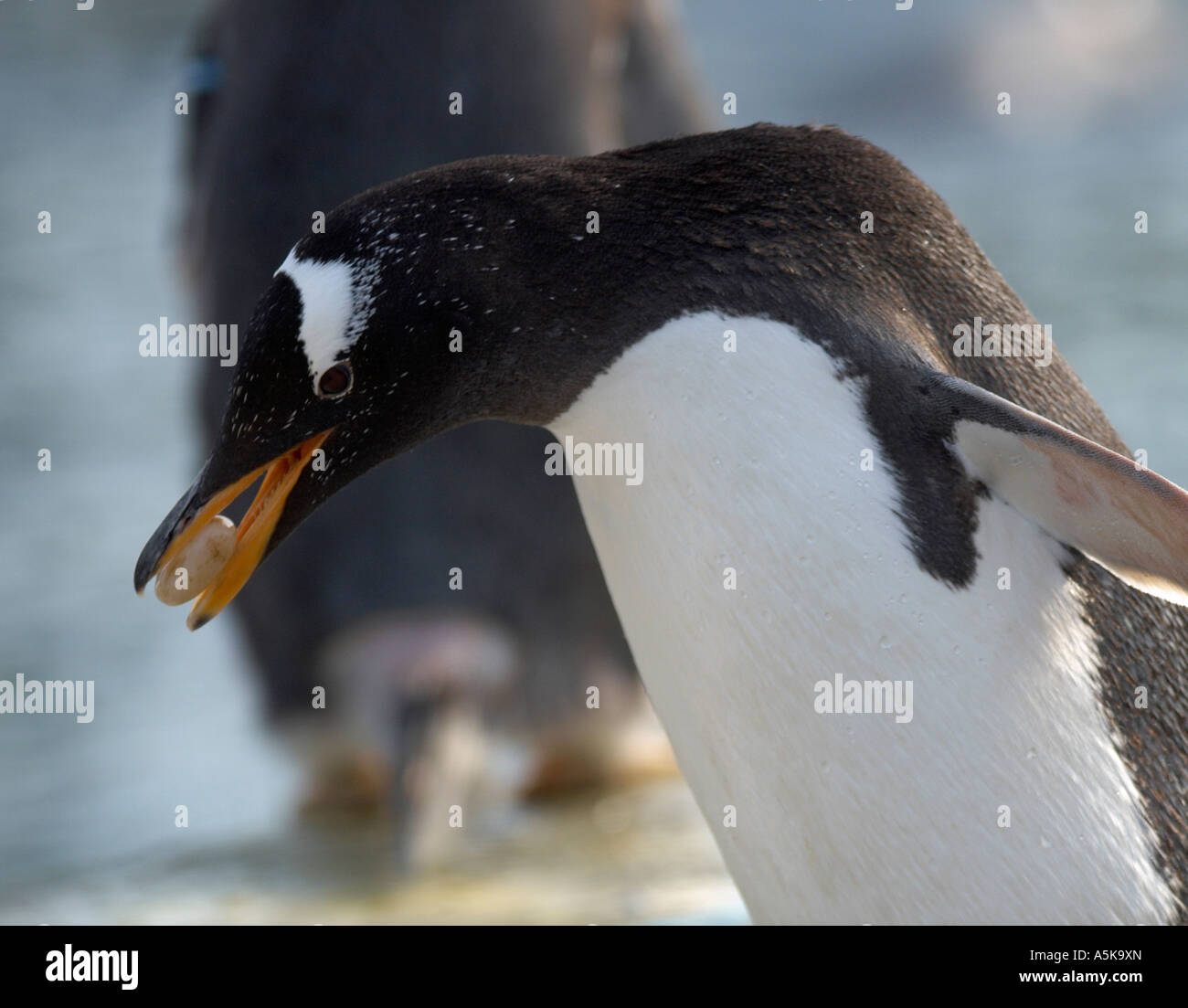 Penguin courtship ritual hi-res stock photography and images - Alamy