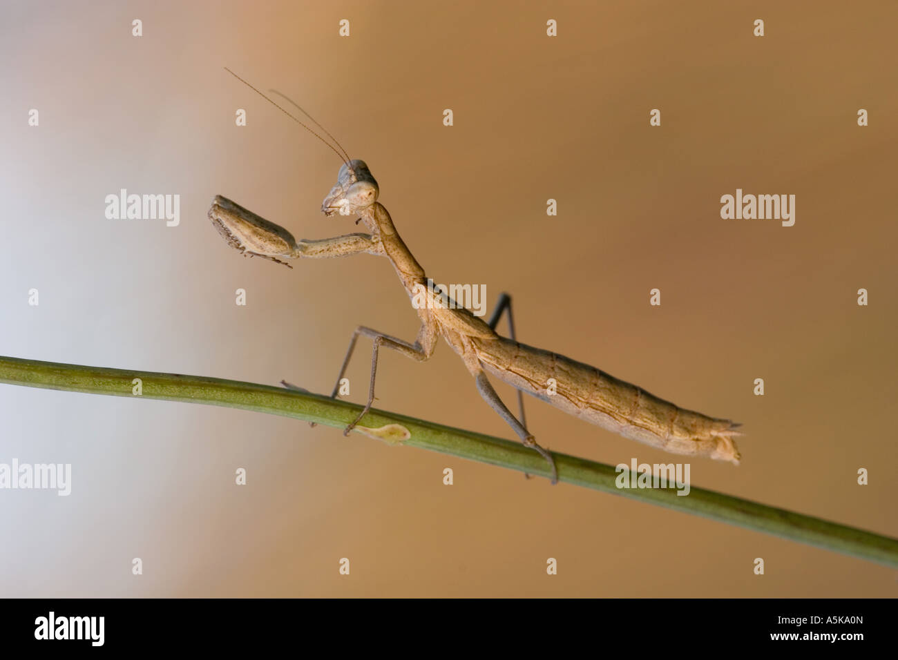 Praying mantis (Mantis religiosa Stock Photo - Alamy