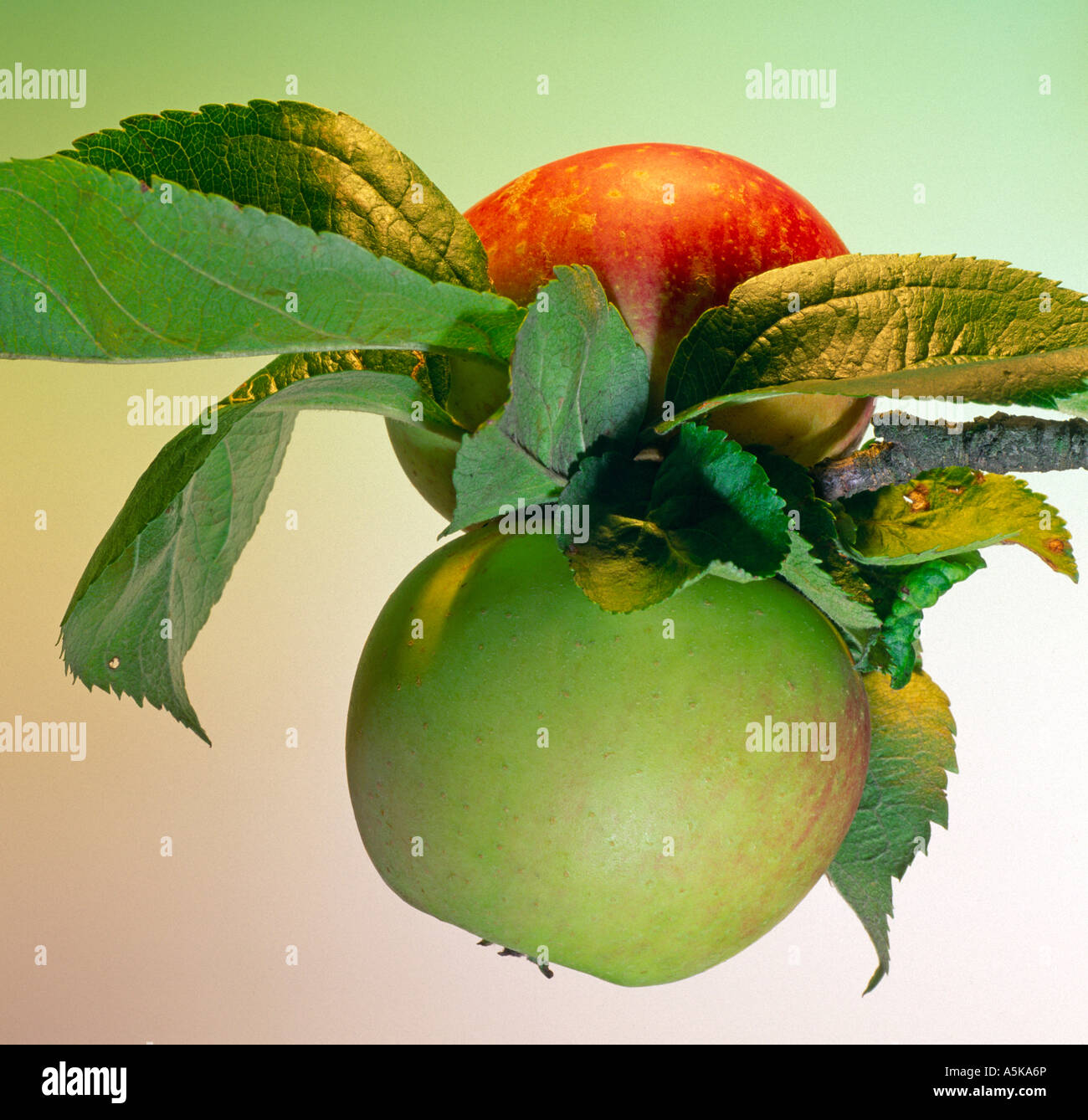 Apple tree maintenance hi-res stock photography and images - Alamy