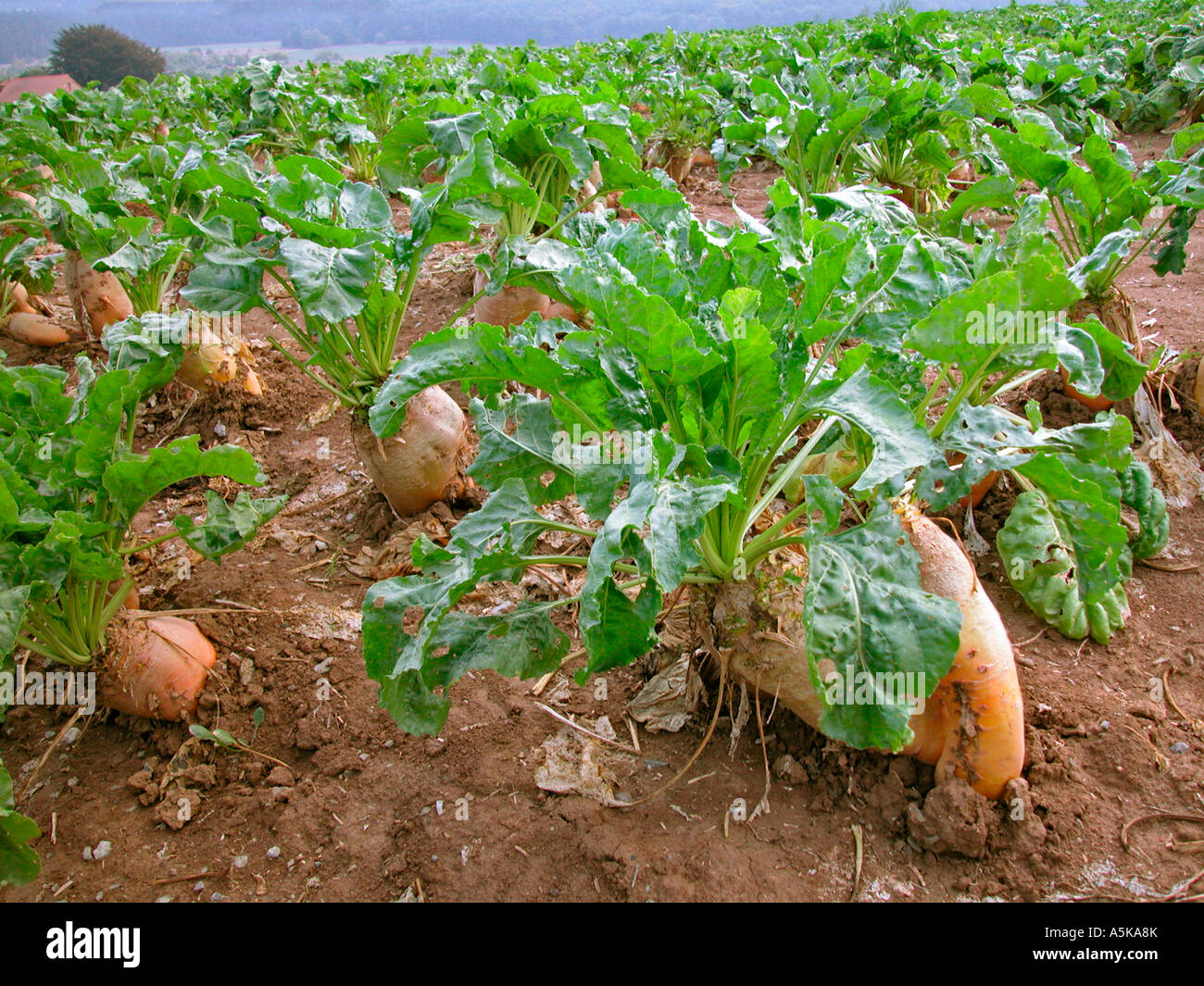 Field with turnips Stock Photo - Alamy