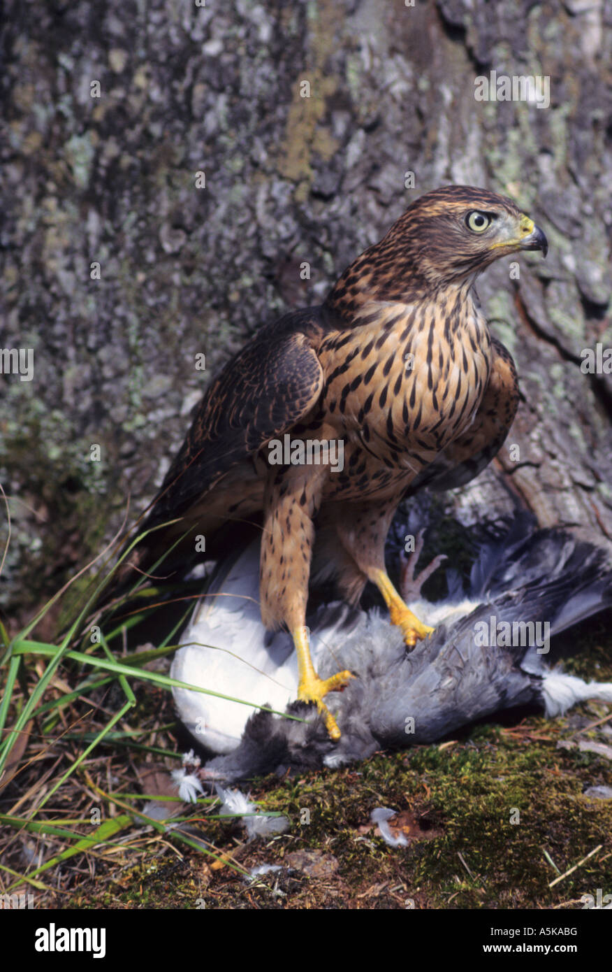 Accipiter hawk hi-res stock photography and images - Alamy
