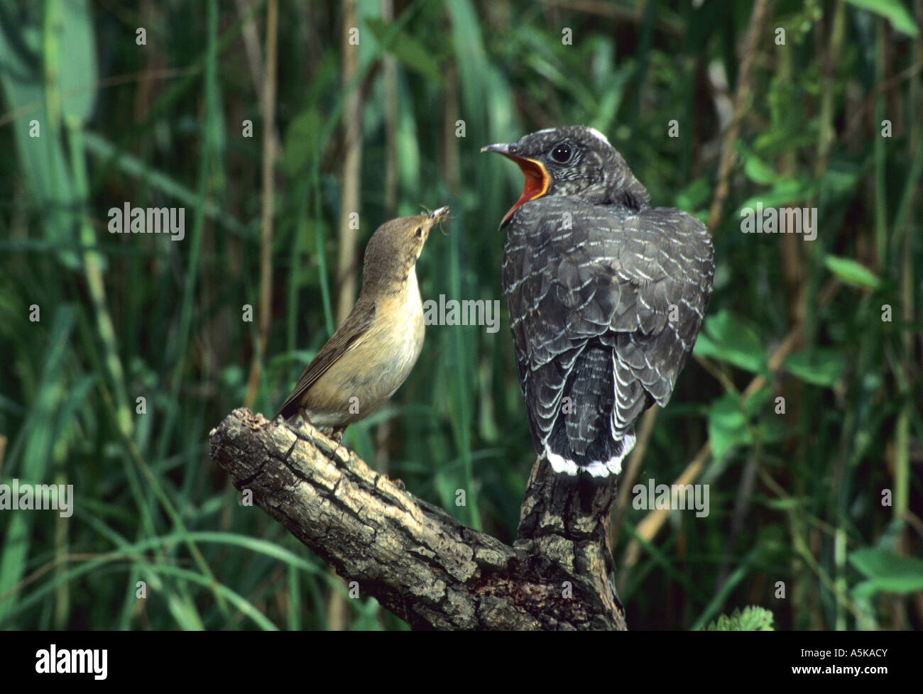 Cuckoo (Cuculus canorus)feeding from reed warbler Stock Photo - Alamy