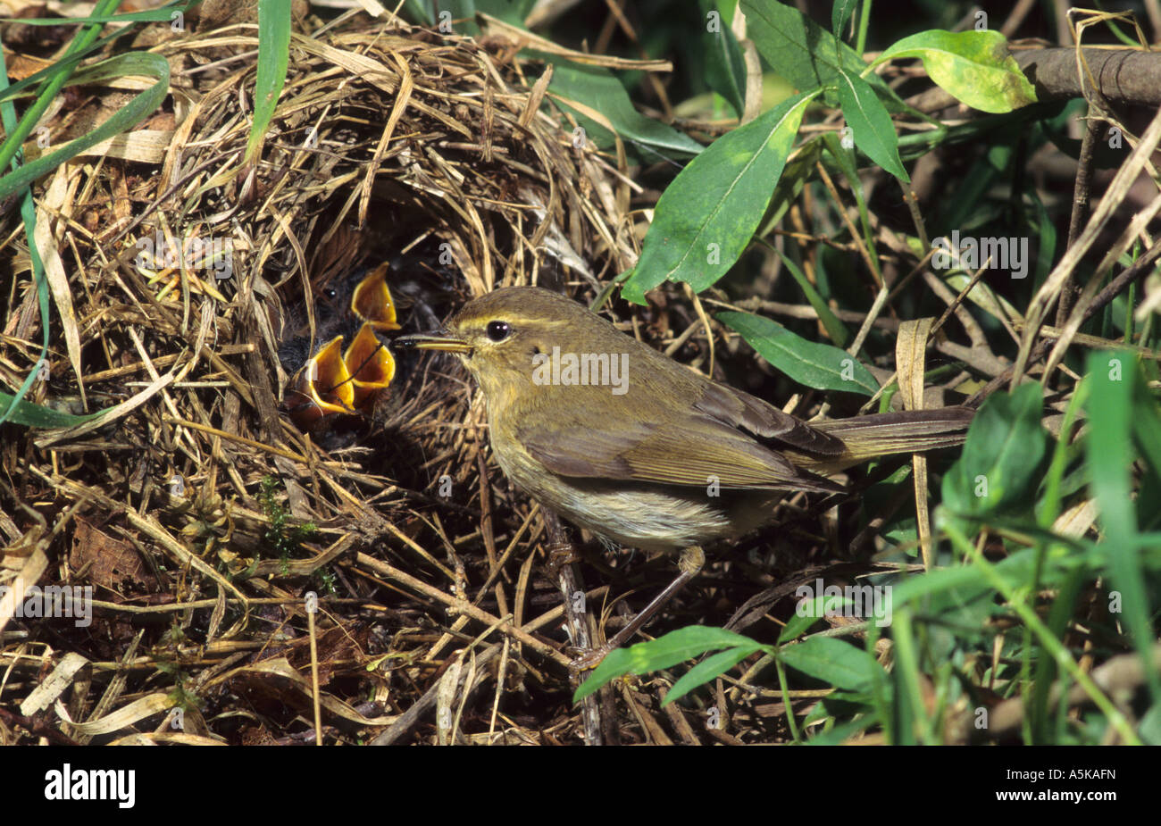 Chiffchaff nest phylloscopus collybita hi-res stock photography and ...