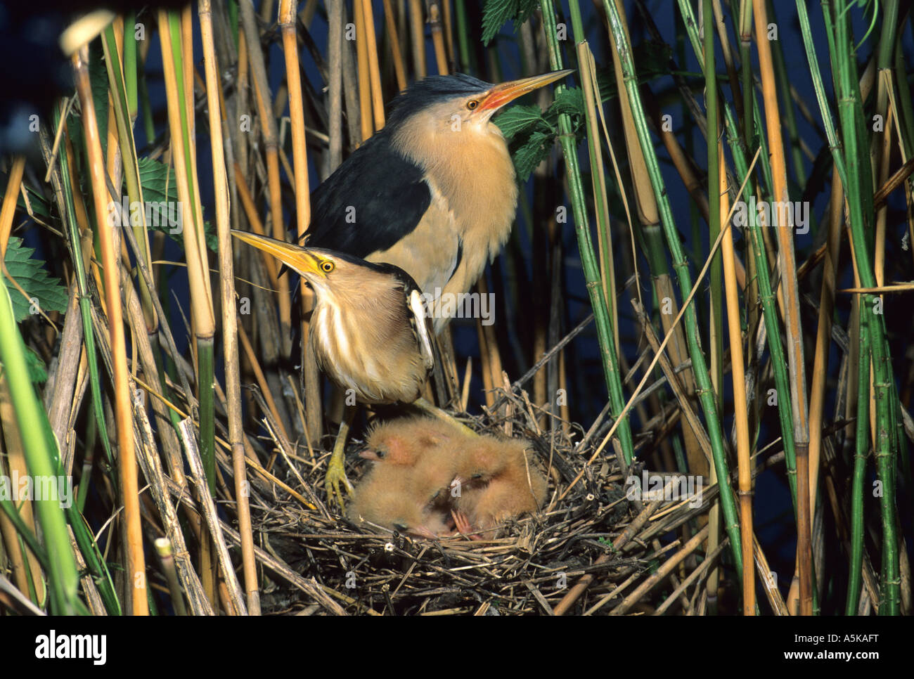 Bittern hi-res stock photography and images - Alamy