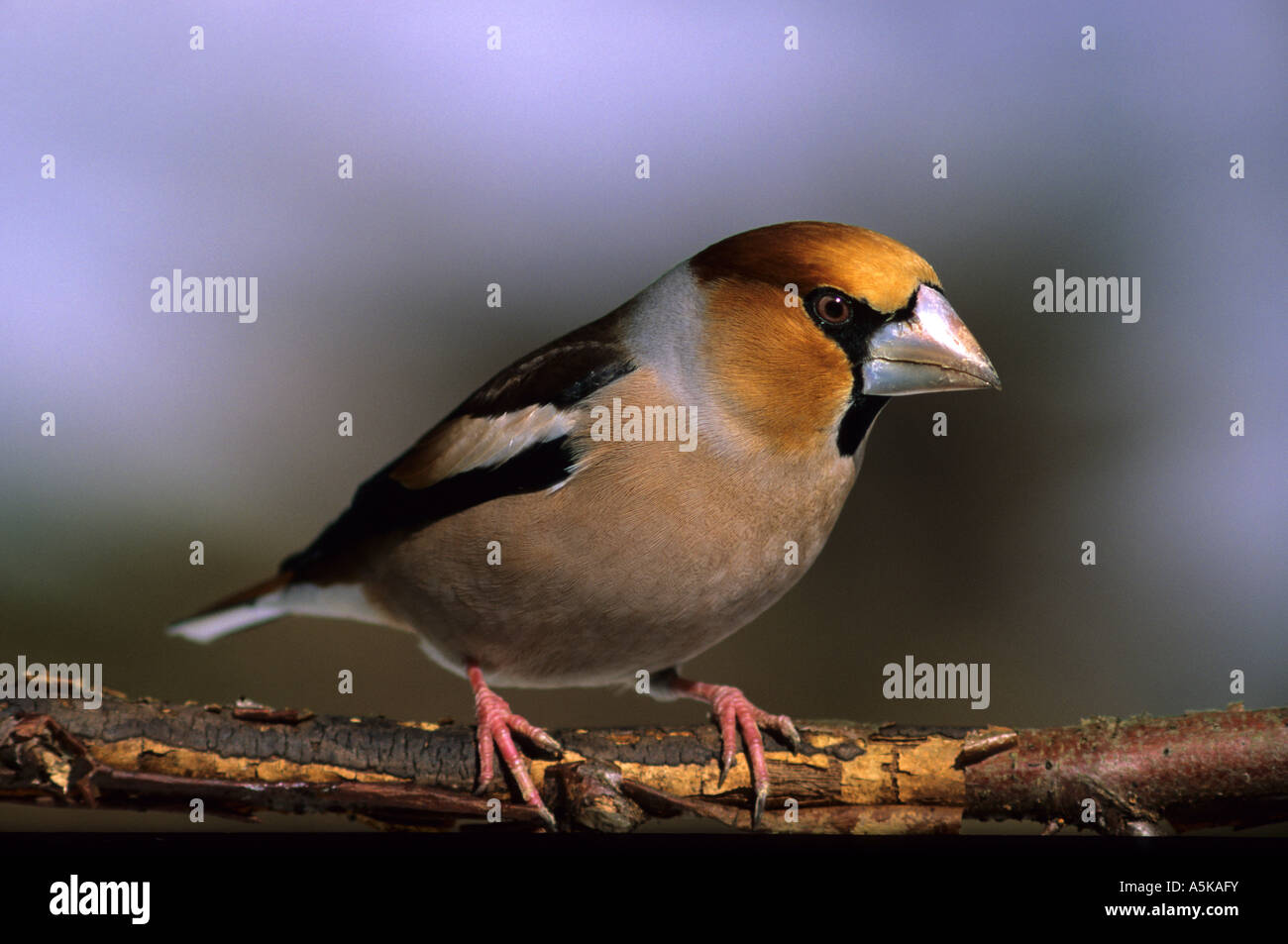 Finches hi-res stock photography and images - Alamy