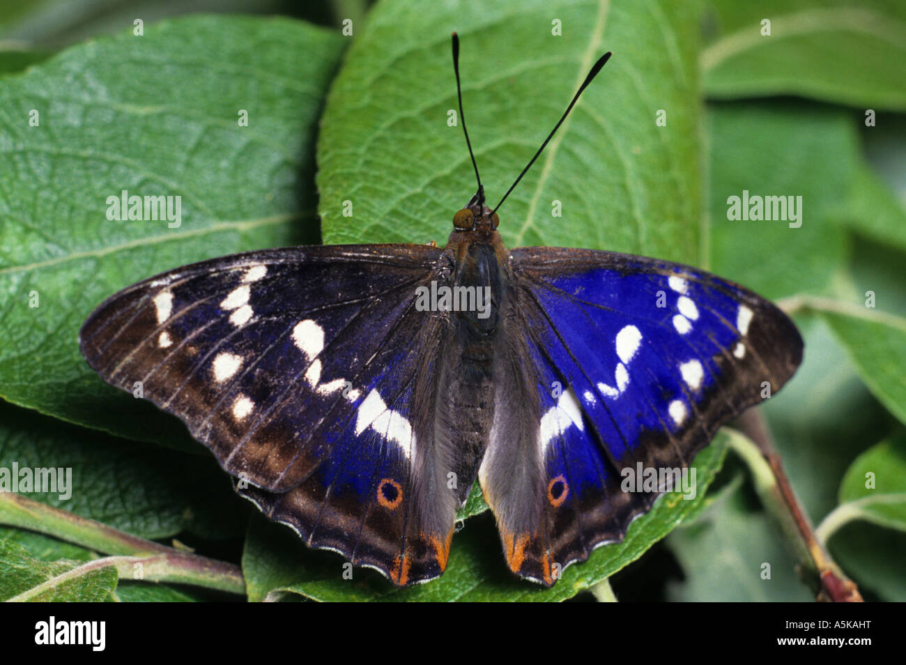 Purple Emperor Butterfly Stock Photos & Purple Emperor Butterfly Stock ...
