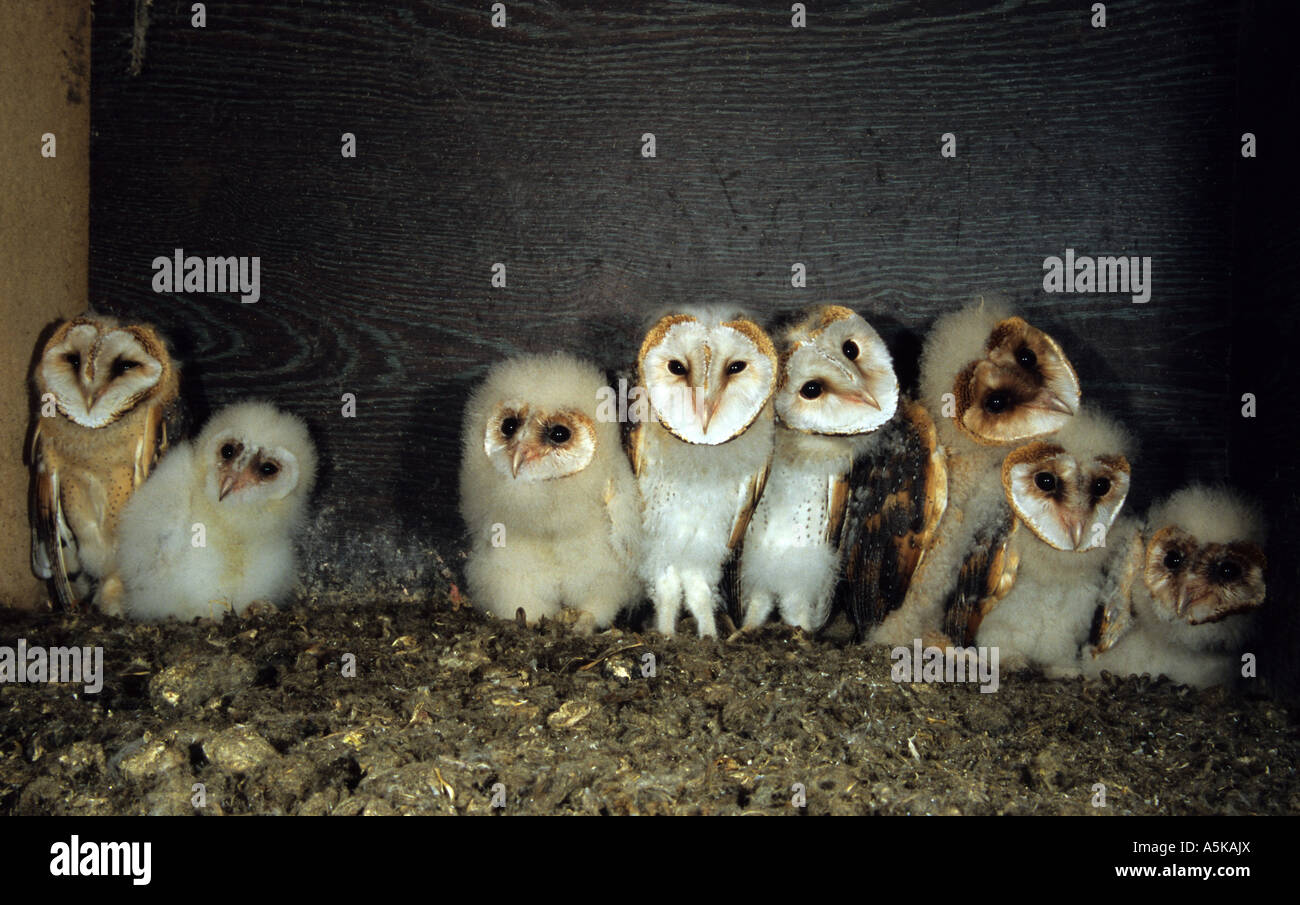 Barn owl (Tyto alba), owl, owlet in nest box Stock Photo - Alamy