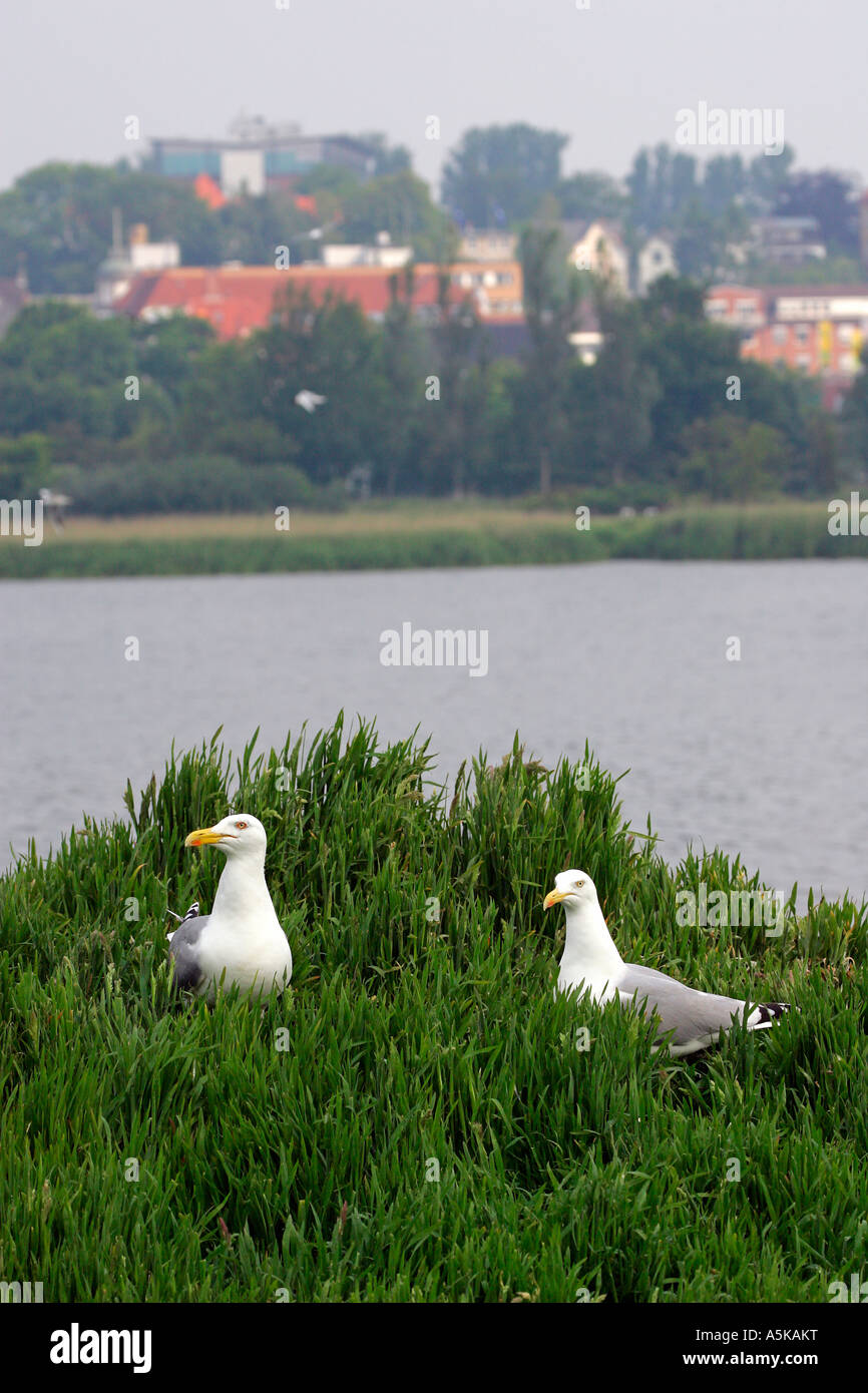 Couple of herring gull in the breeding area (Larus argentatus Stock ...