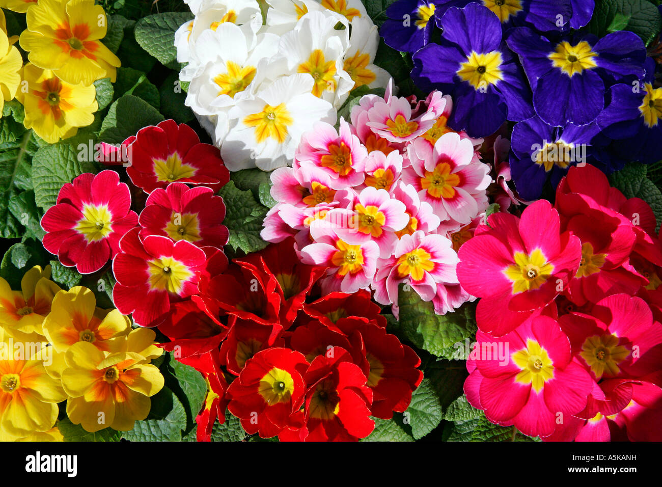 Flowering primrose hybrids in different colours (Primula vulgaris ...