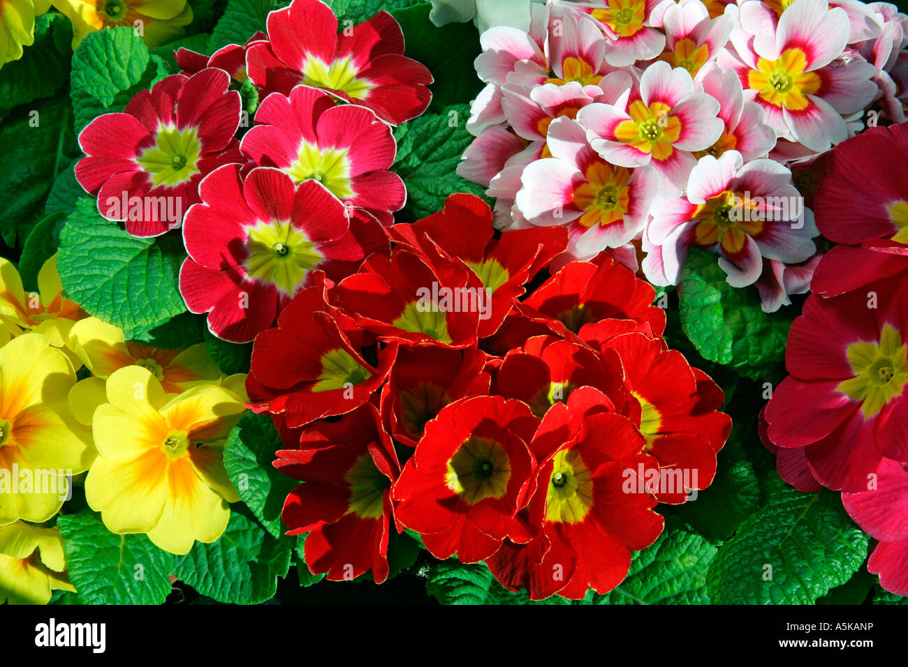 Flowering primrose hybrids in different colours (Primula vulgaris ...