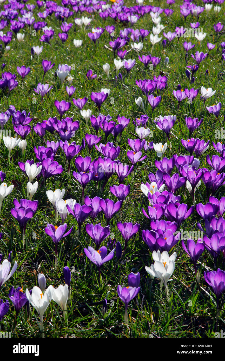 Flowering crocus meadow in spring - dutch crocusses (Crocus vernus ...