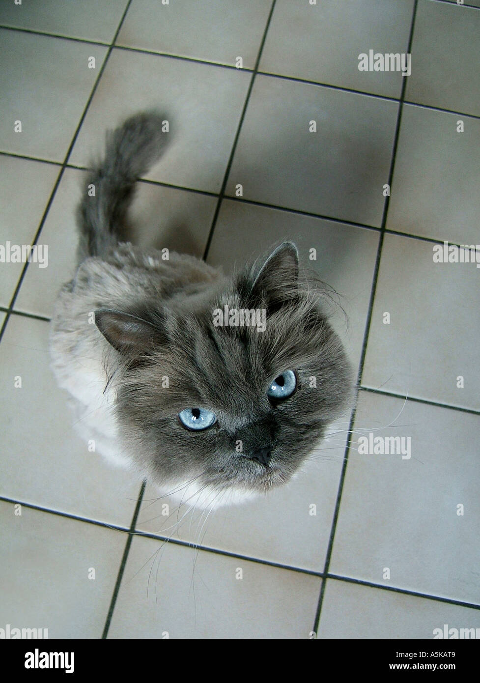 A cat from a bird's-eye view Stock Photo - Alamy