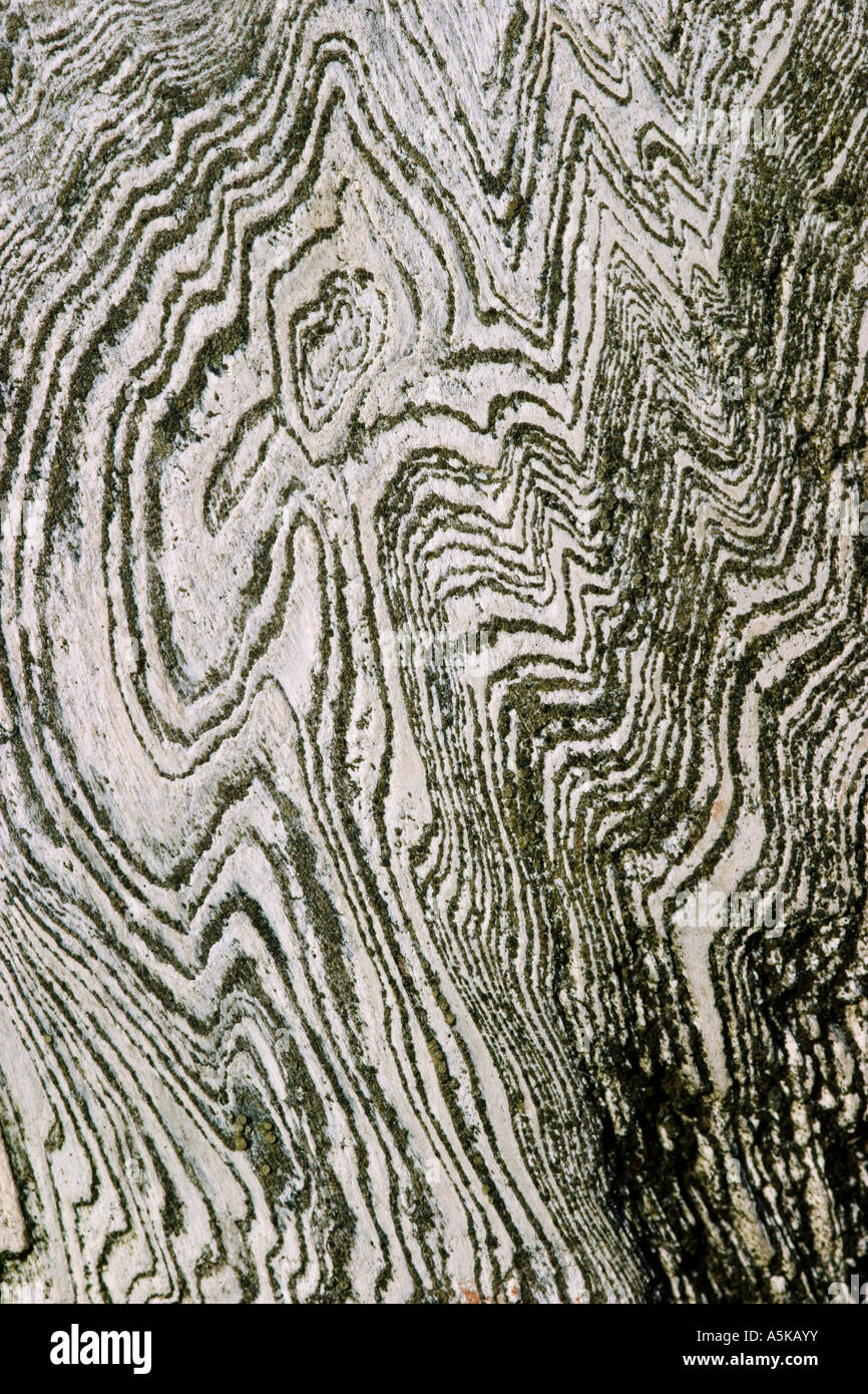 Petrified Tree Rings Stock Photos & Petrified Tree Rings Stock Images ...