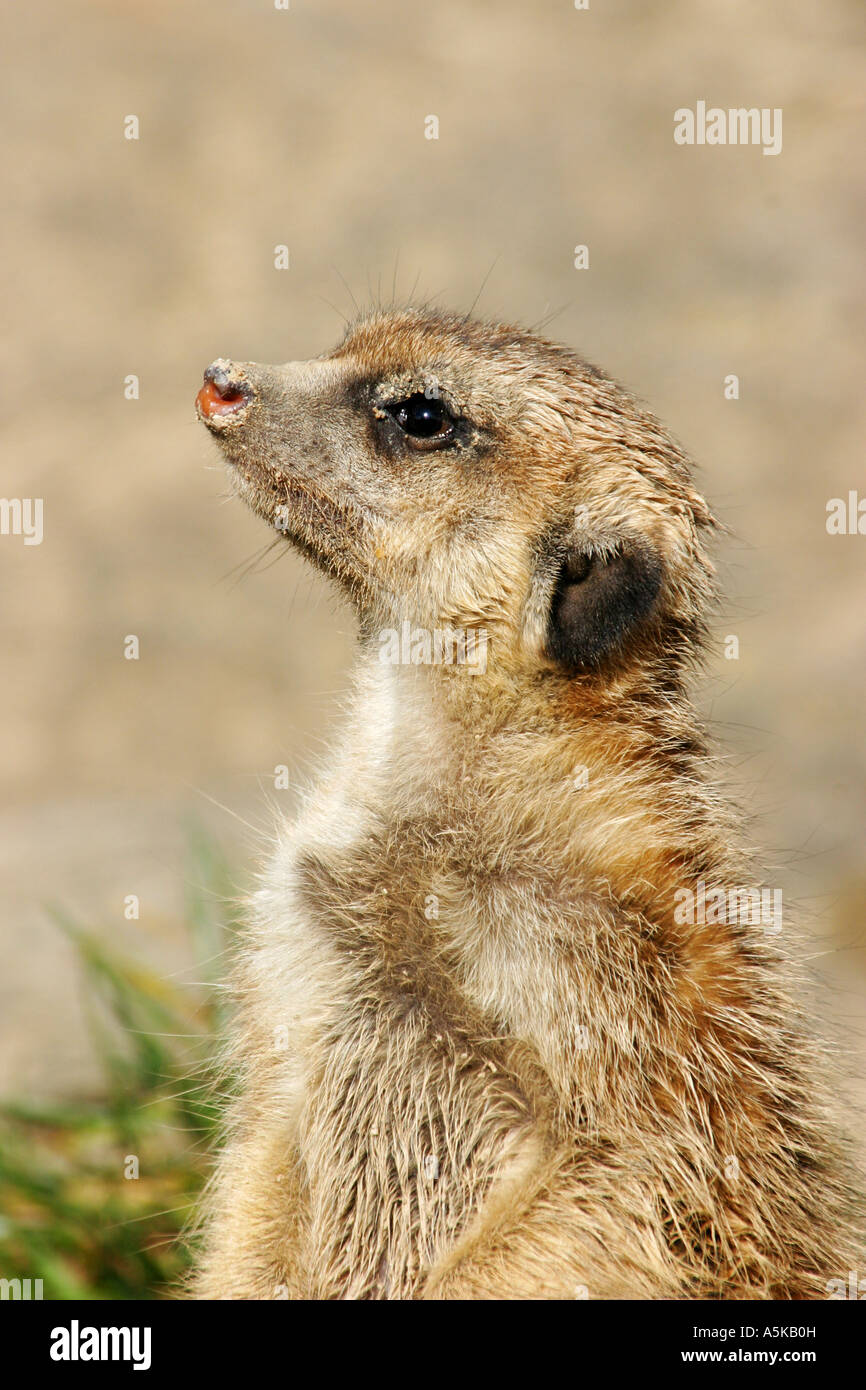 Portraits of meerkats hi-res stock photography and images - Alamy