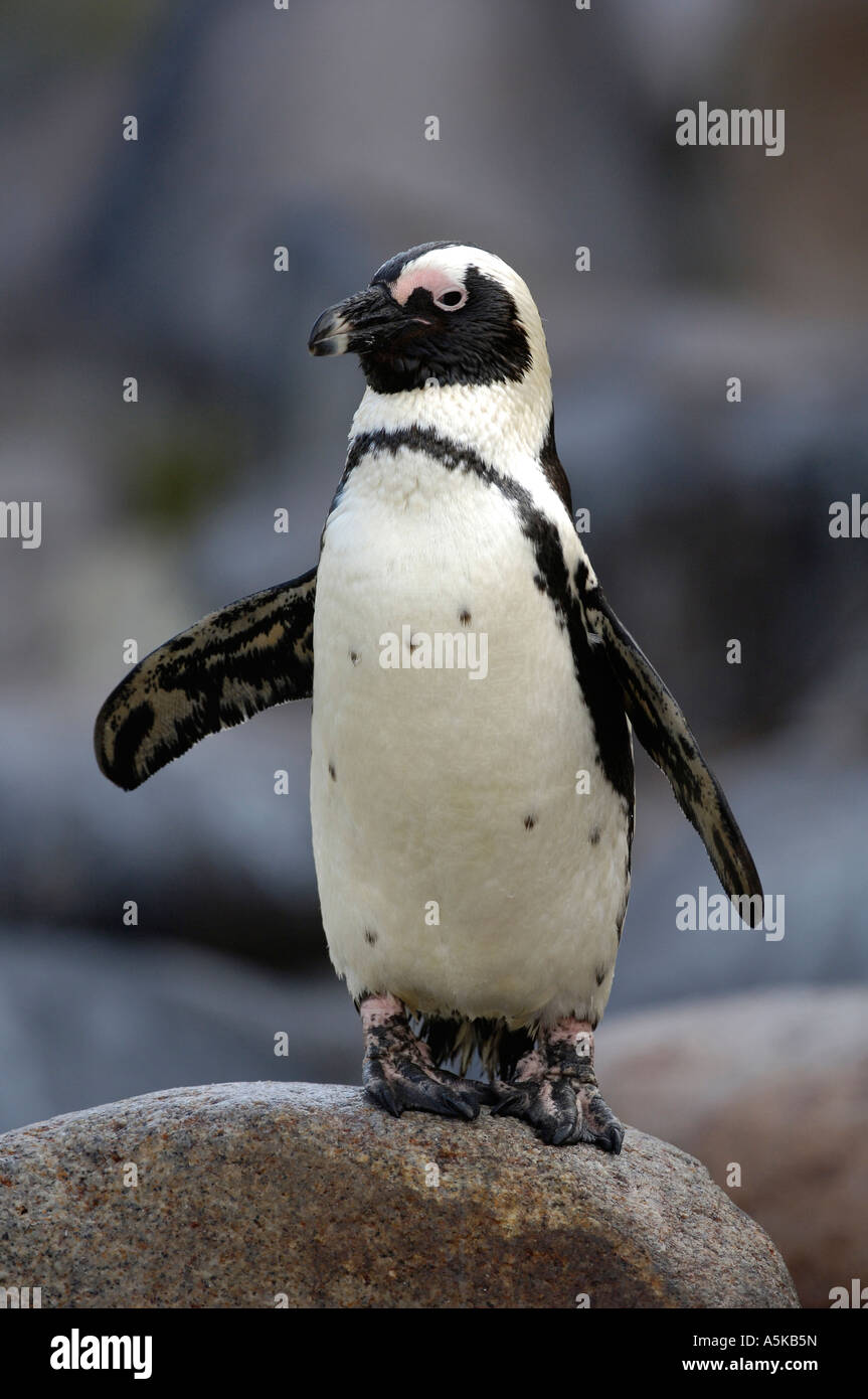 Penguin stands upright hi-res stock photography and images - Alamy