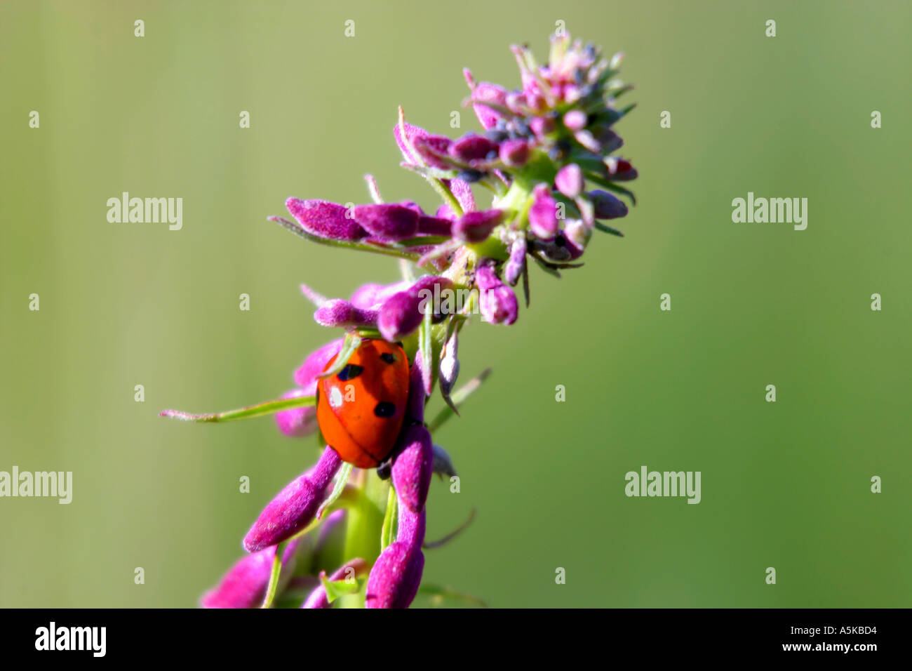 Thirteen flying insects hi-res stock photography and images - Alamy