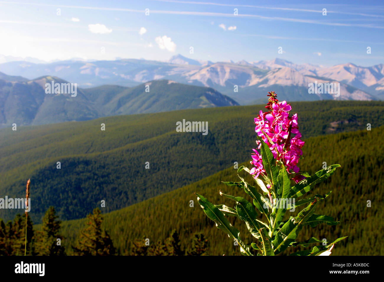 Fireweed Wildflowers in the foothils of the Rocky Mountains common ...