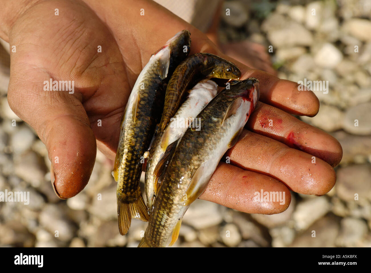 Small fish on a hand, Myanmar Stock Photo - Alamy