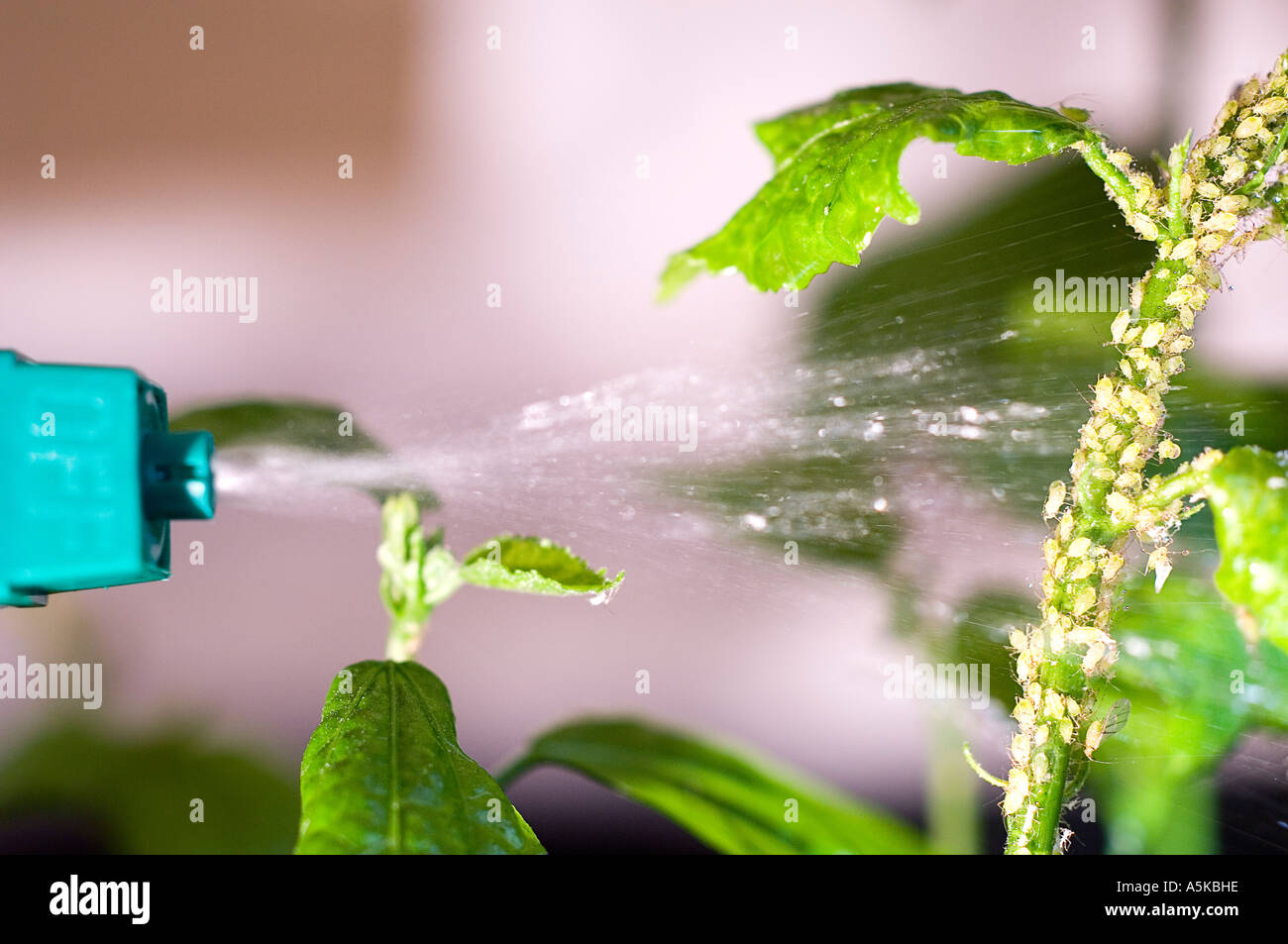 Vermin spray hi-res stock photography and images - Alamy