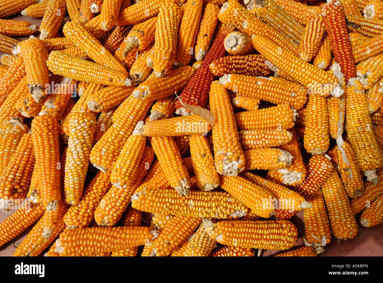Corn mexico farming hi-res stock photography and images - Alamy