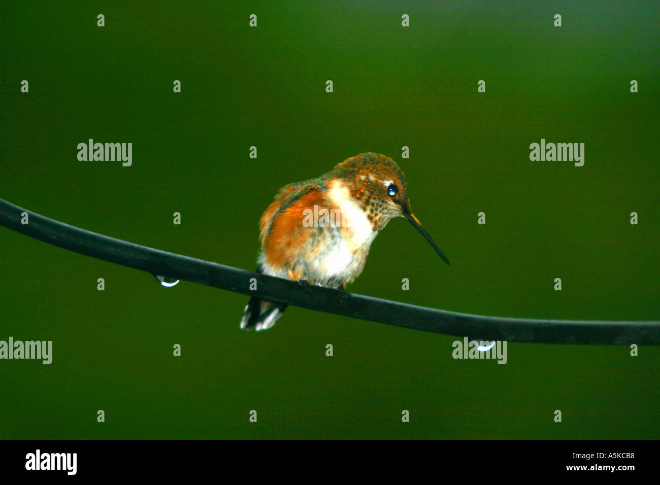 Horizontal Hummingbird resting Rufous hummingbird, selasphorus rufus ...