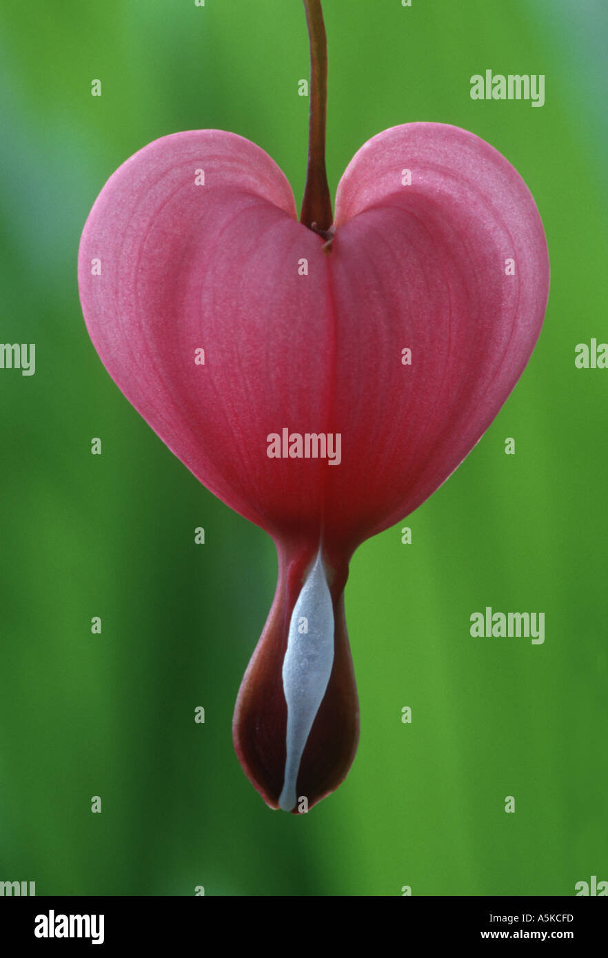 Bleeding patterns hi-res stock photography and images - Alamy