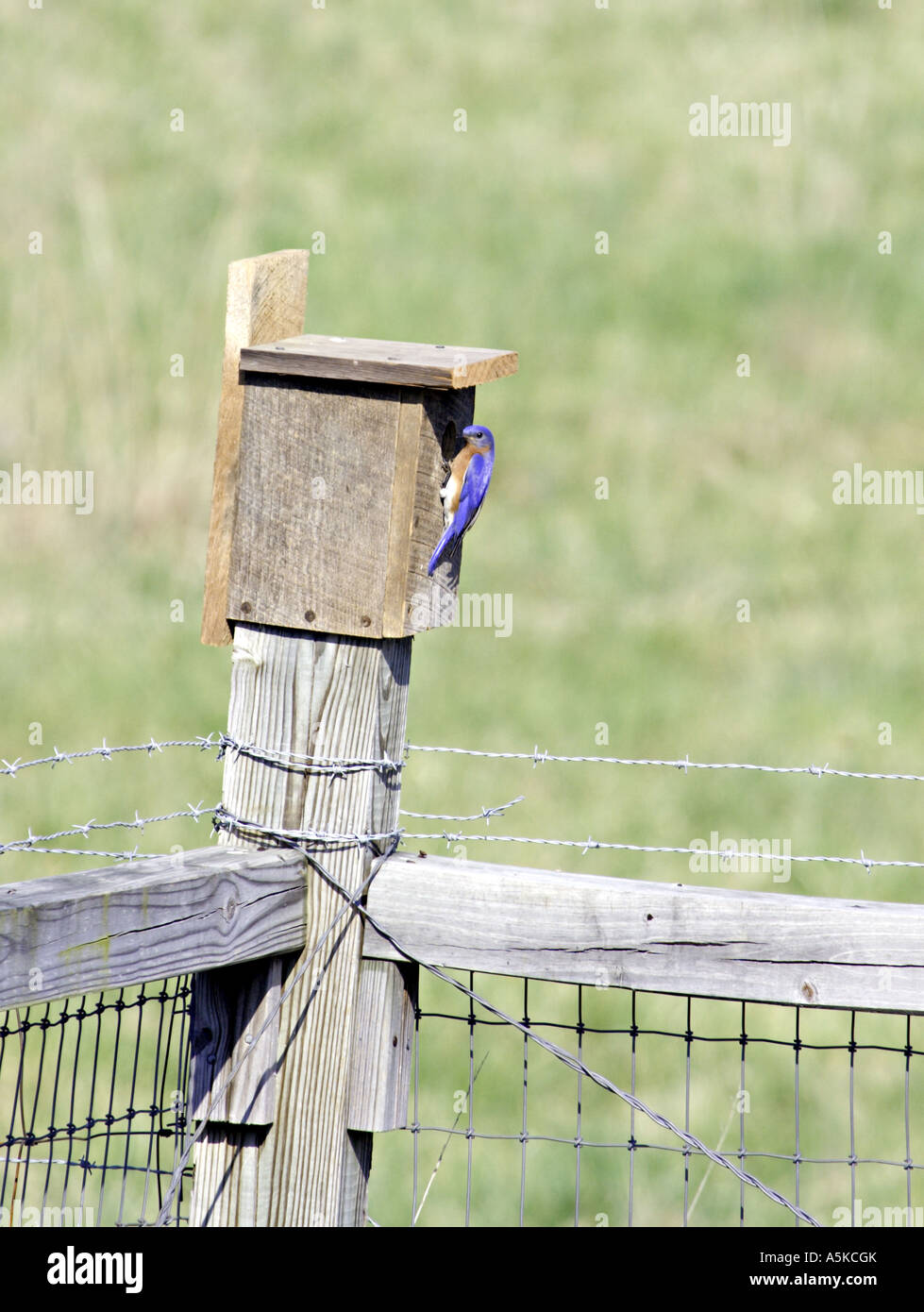 Eastern bluebird nest box hi-res stock photography and images - Alamy