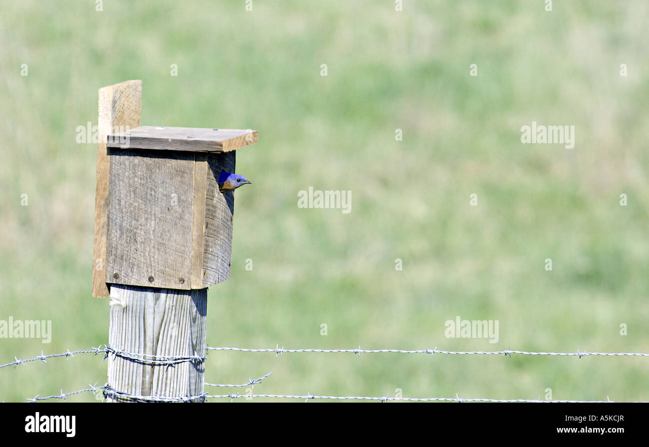 SOUTH CAROLINA YORK Male Eastern bluebird Sialia Sialis peeking from a ...