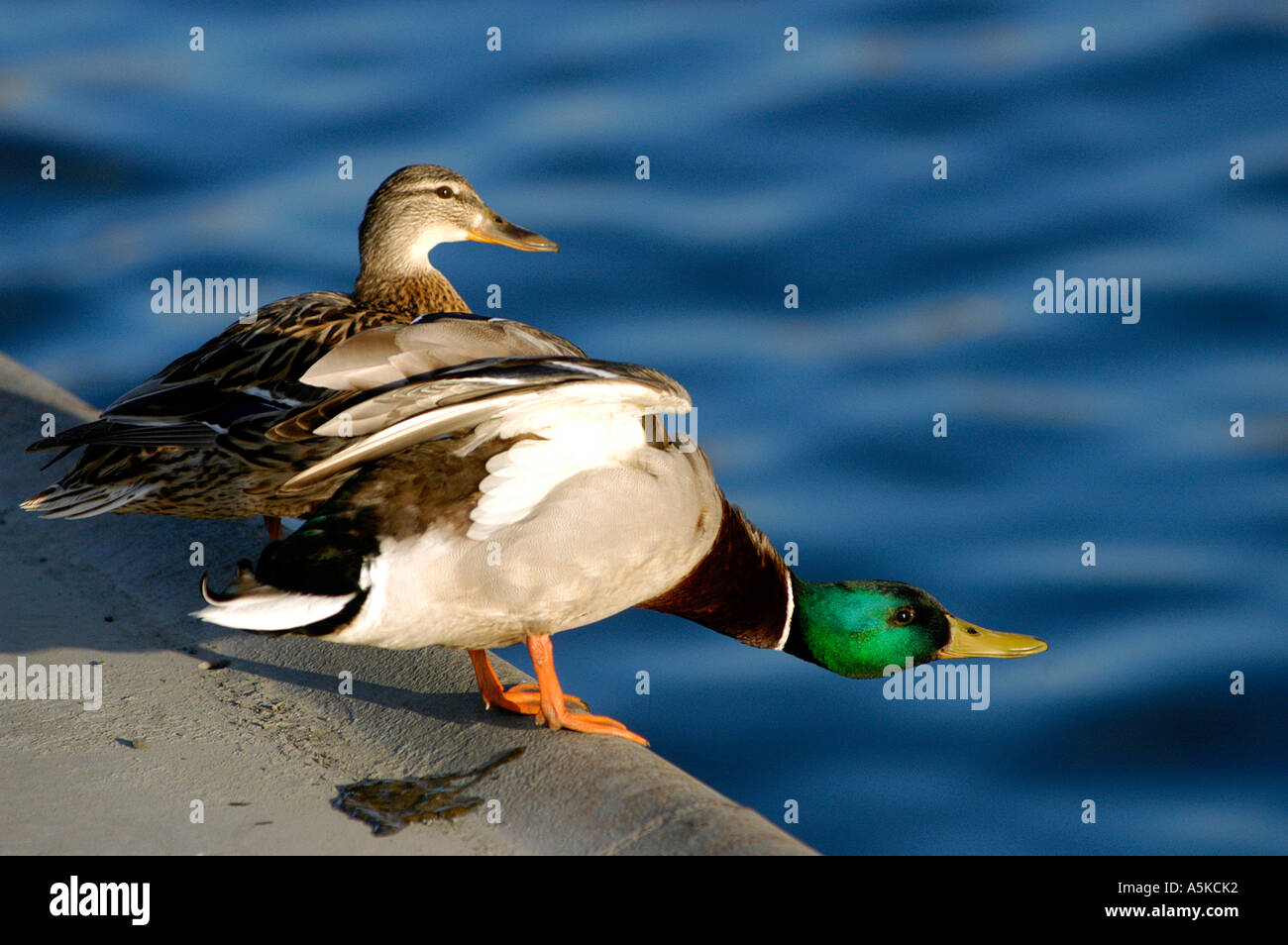 Duck and drake beside the river Spree Stock Photo - Alamy