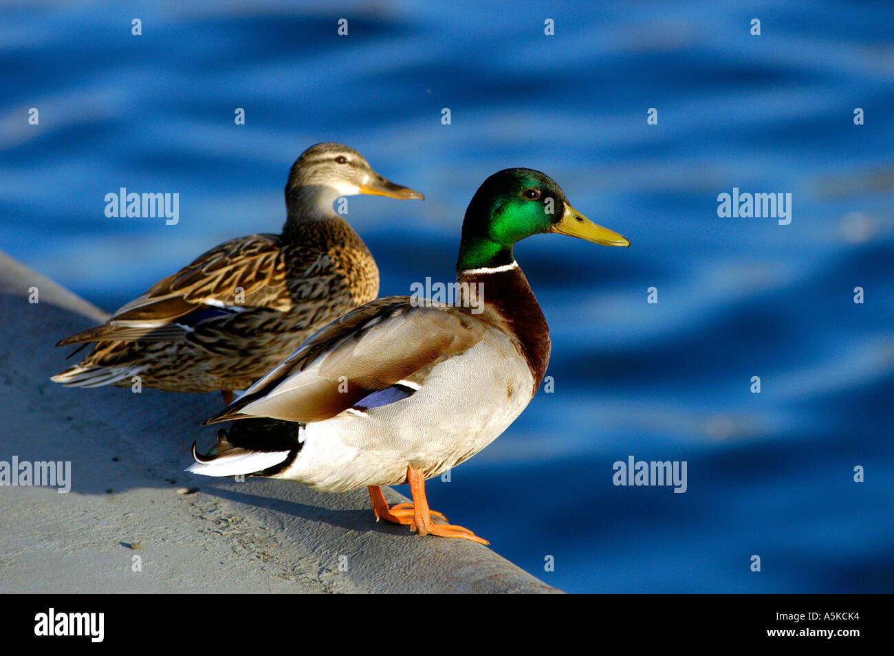 Beside the river spree hi-res stock photography and images - Alamy