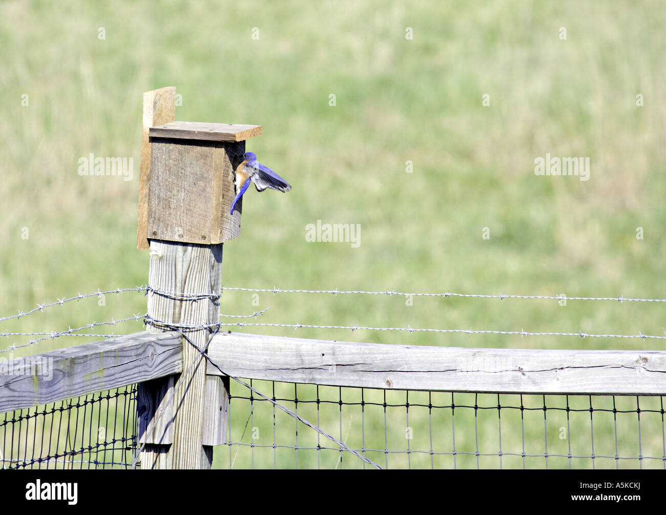 SOUTH CAROLINA YORK Male Eastern bluebird Sialia Sialis landing on a ...