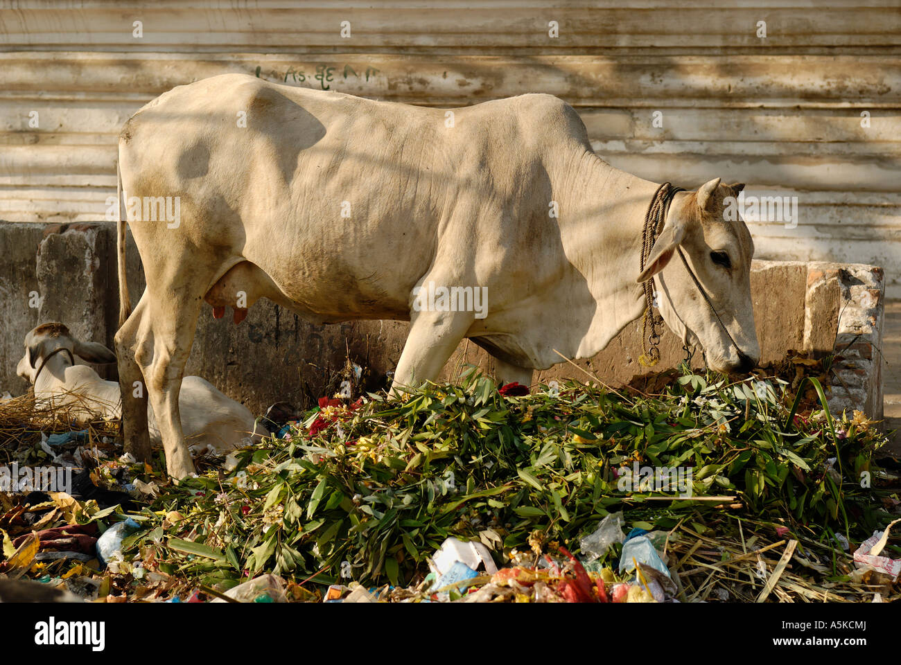 Cow feeding on garbage hi-res stock photography and images - Alamy