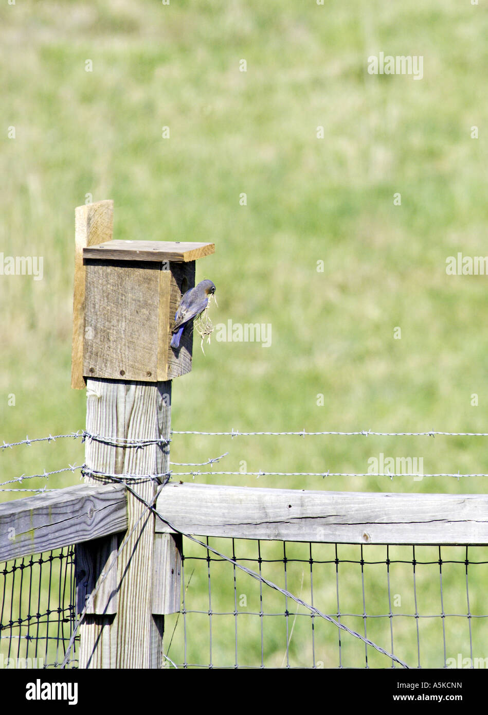 SOUTH CAROLINA YORK Female Eastern bluebird Sialia Sialis carrying ...