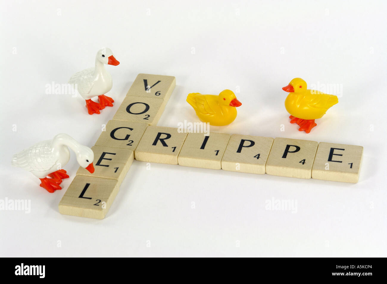 Avian influenza swan hi-res stock photography and images - Alamy