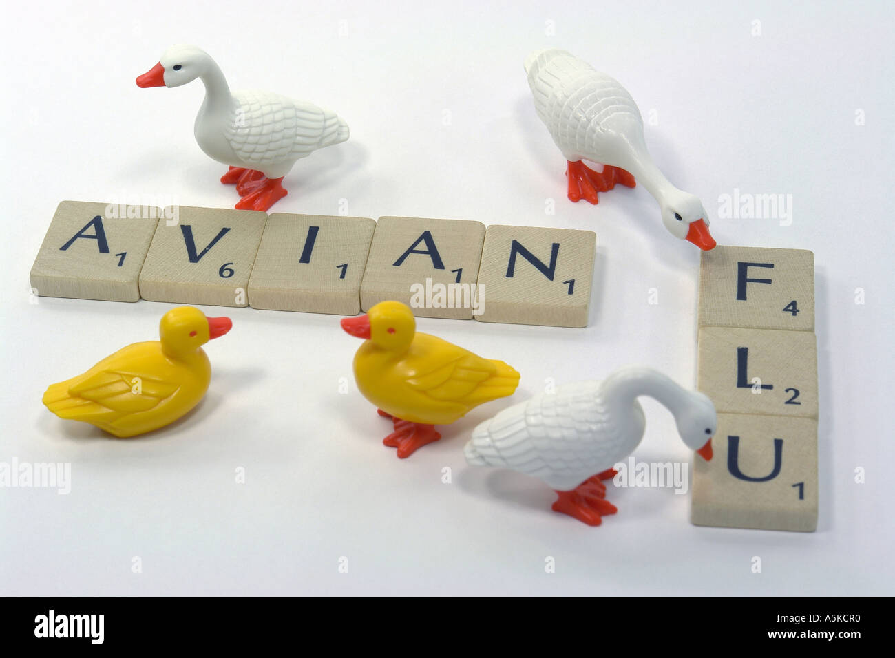 Avian influenza swan hi-res stock photography and images - Alamy