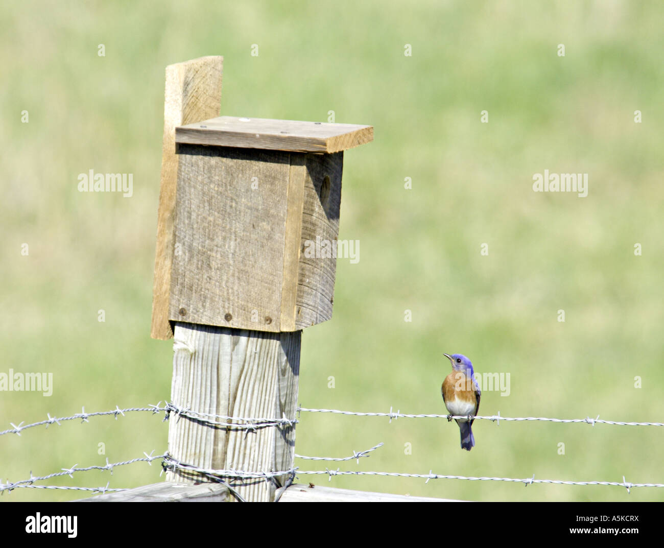 SOUTH CAROLINA YORK Male Eastern bluebird Sialia Sialis looking at a ...