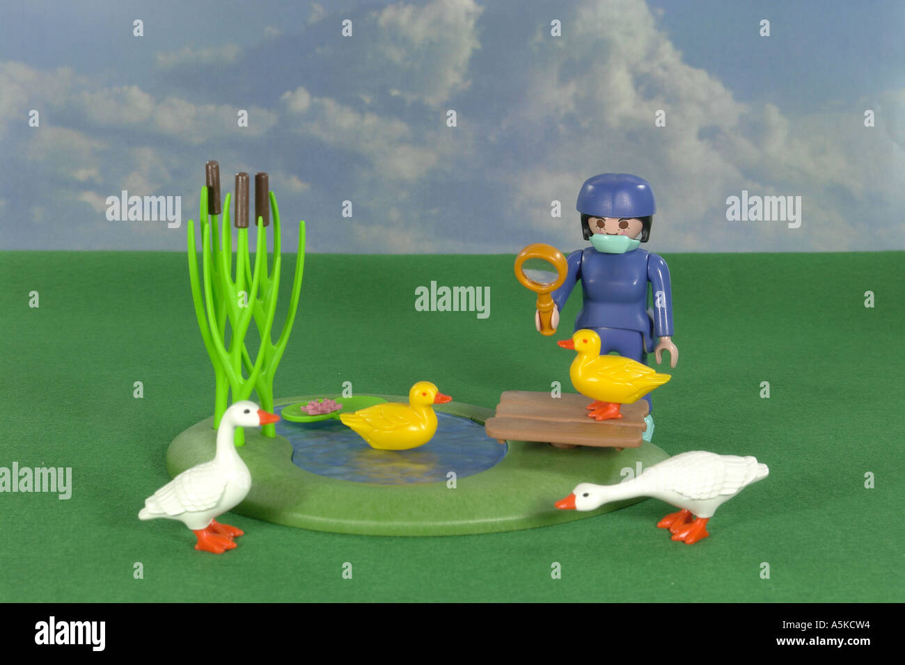 Investigation of ducks Stock Photo - Alamy