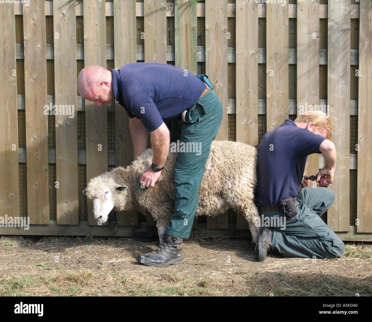 Sheep clipping hi-res stock photography and images - Alamy