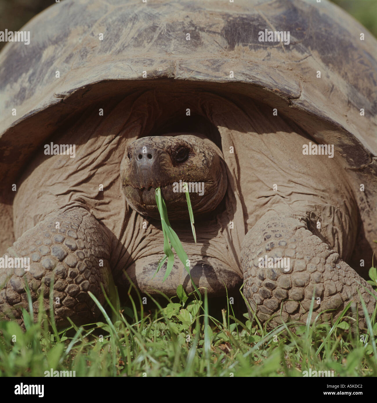 Giant tortoise feeding Stock Photo - Alamy