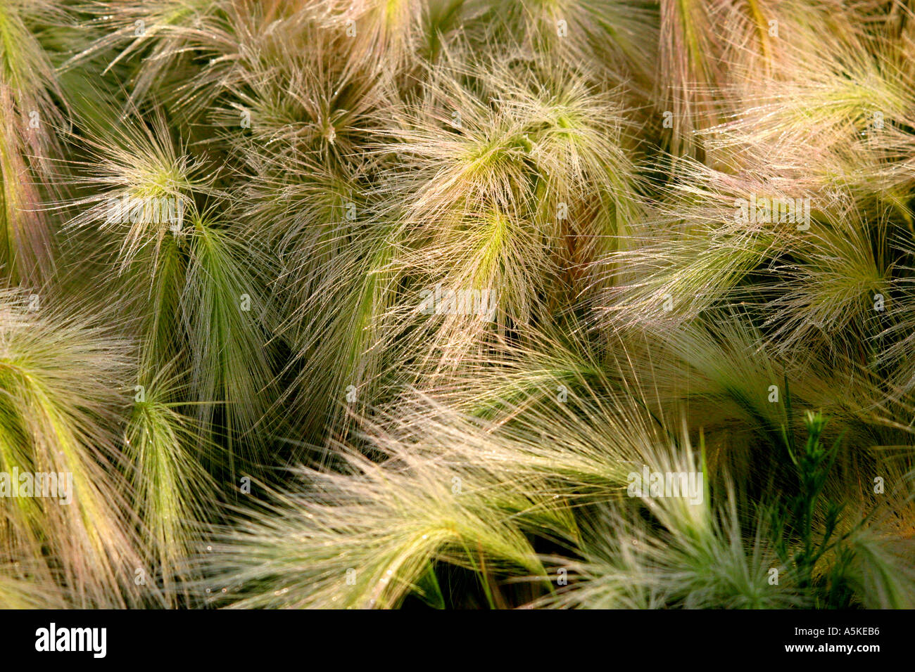 Horizontal Fox Tail Stock Photo - Alamy