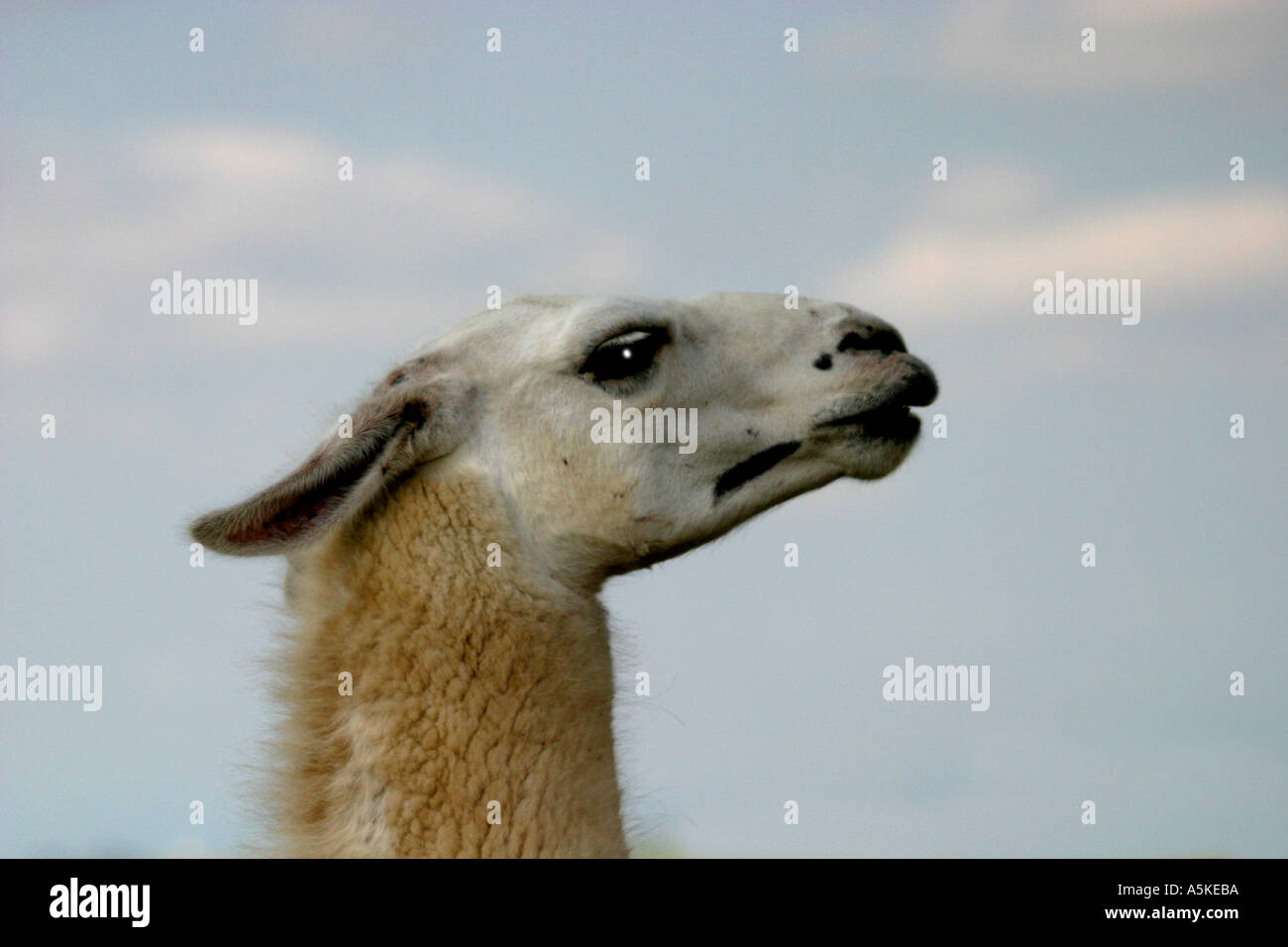 Animal standoff hi-res stock photography and images - Alamy