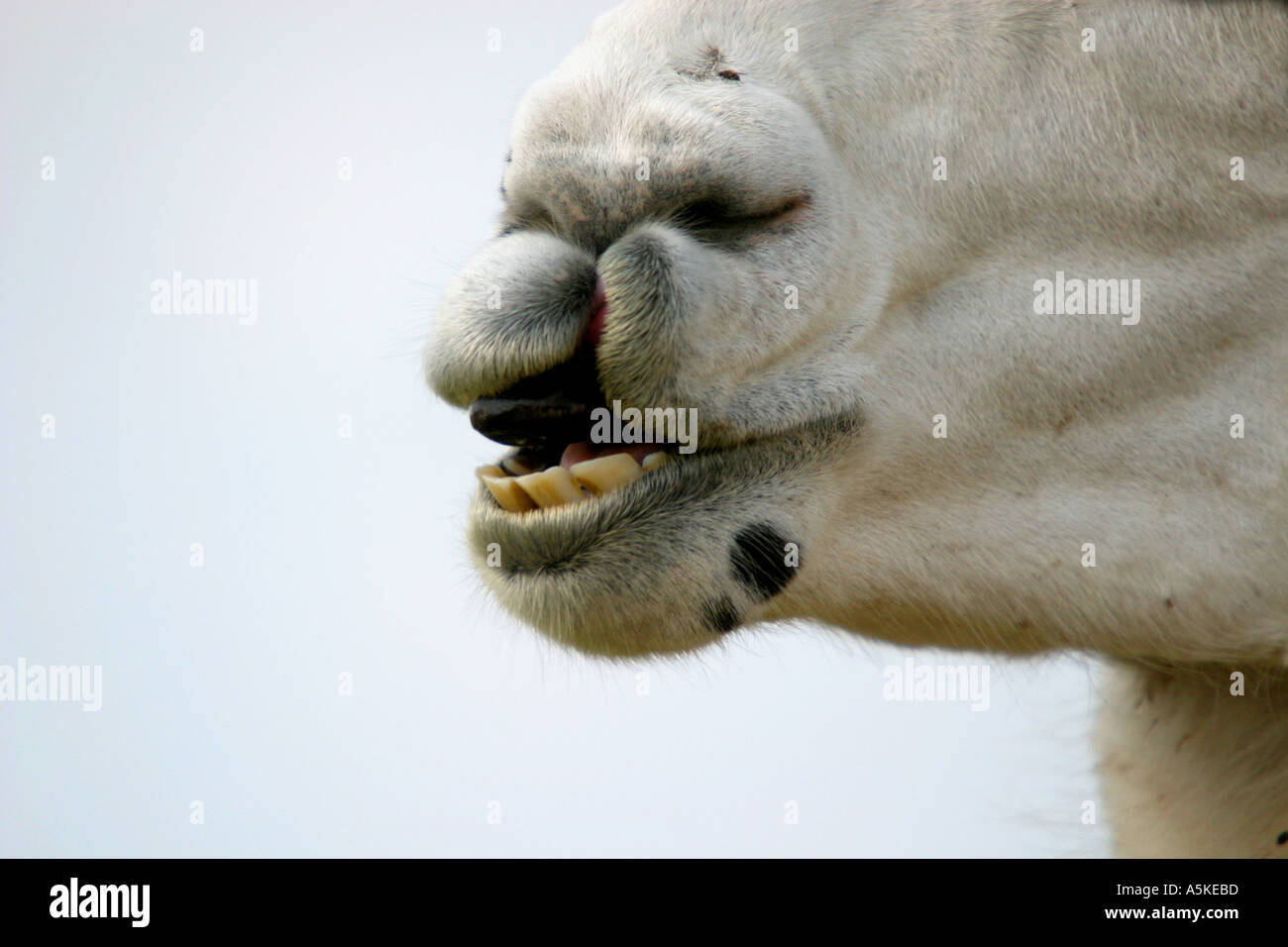 Horizontal Lama Stock Photo - Alamy