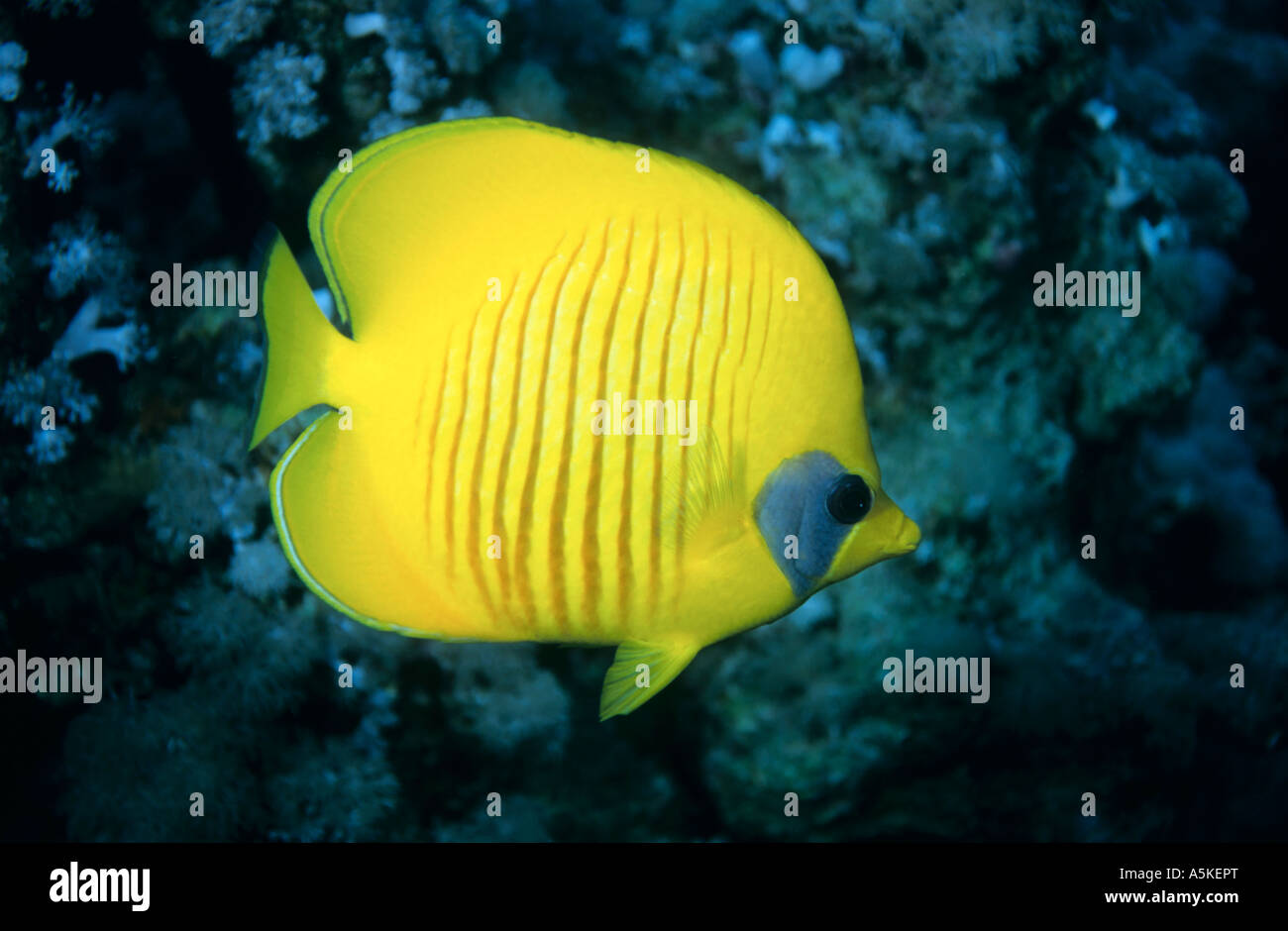 Butterfly Fish High Resolution Stock Photography and Images - Alamy