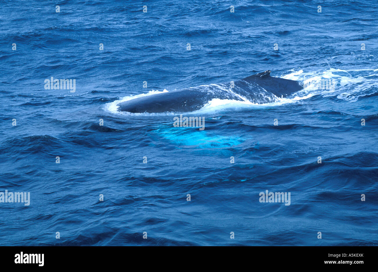 Dominican Republic Samana Peninsula humpback whale action wake Stock ...